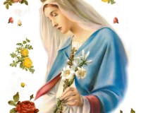 The Flowers of the Blessed Virgin Mary – TOM PERNA