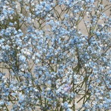 “Mondays with Mary” – The Flowers of the Blessed Virgin Mary – TOM PERNA